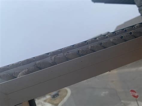 Bug Cocoons R Whatsthisbug