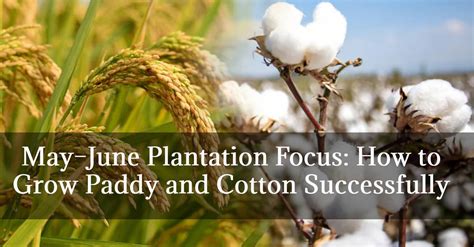 Trichoderma Viride The Biocontrol Agent For Disease Free Crops Blog