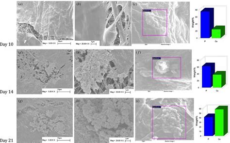 Sem Images At Low 5000× And High 20 000× Magnifications And