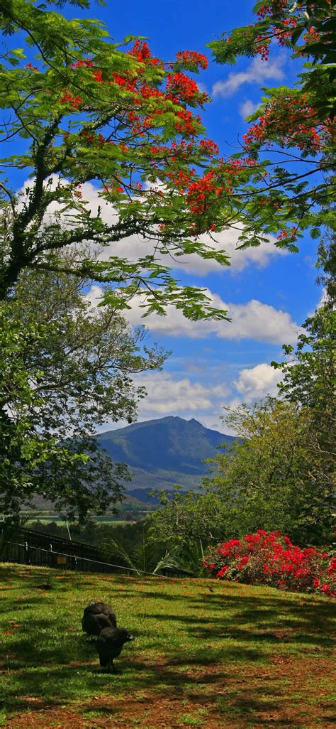 100 Portrait Mode Wallpapers Wallpapers Com