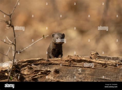 dwarf mongoose is hiding in the tree mongoose in the kruger national