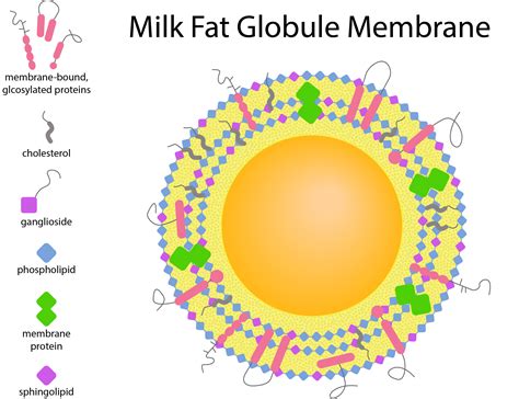 Adding Complex Component Of Milk To Infant Formula Confers Long Term