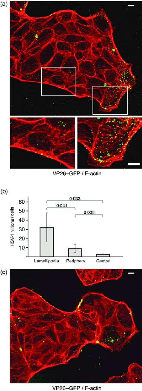 Hsv 1 Entry Into Subconfluent Mdckii Cells Cells Were Infected With Download Scientific