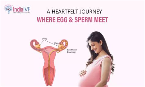 Where Egg And Sperm Meet The Miracle Of Conception At India Ivf Fertility