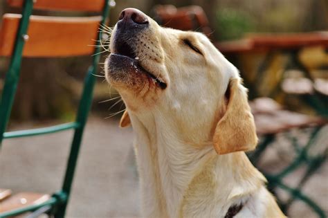 What Do Different Dog Noises Mean Ask Our Behaviorist