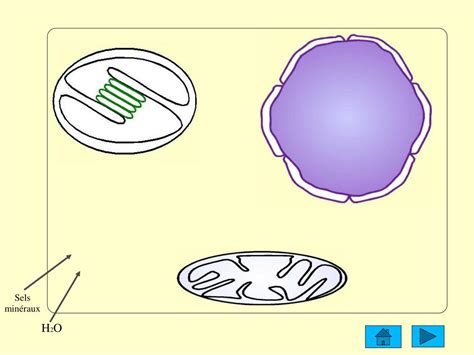 Ppt Schéma Bilan Métabolisme Autotrophe Une Cellule Végétale