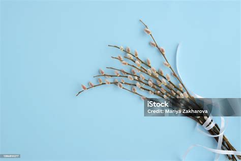 파란색 배경에 윌로우 꽃다발을 복사 복사 공간 블루 테이블 상단 보기에 피는 버드 나무의 아름다운 푹신한 잔가지 부활절 꽃 카드 봄 꽃과 식물 0명에 대한 스톡 사진 및