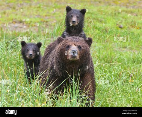 Usa Alaska Admiralty Island National Monument Kotznoowoo Wilderness