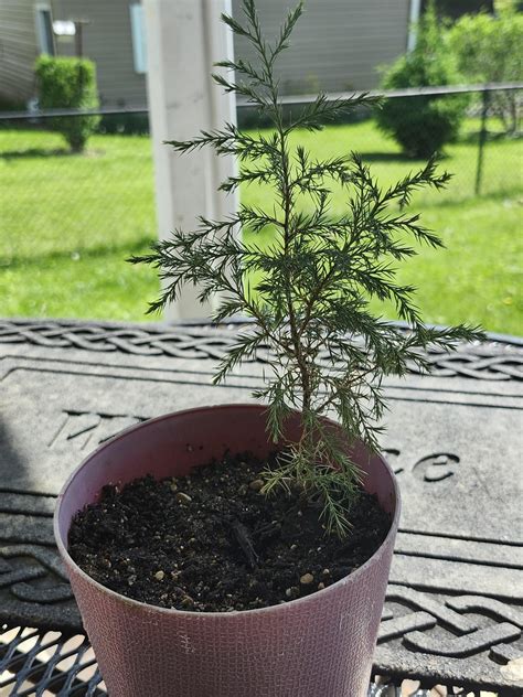 I Need Identification On This Cedar Sapling Around 12 Inches R