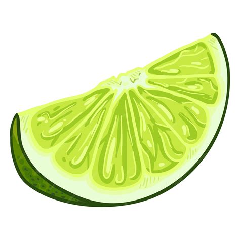 Premium Vector Vector Cartoon Lime Slice