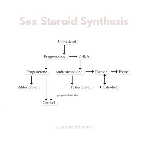 The Body S Synthesis Of Sex Hormones Sara Gottfried Md