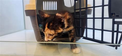 코리안숏헤어 복순이 소형강아지종류 브숏 말티슈 푸들성격 꼬똥드툴레아분양 브리더분양 작은강아지 털없는강아지 회색푸들 타이니푸들 키우기쉬운강아지 믹스견종류 풍산개분양 잭러셀