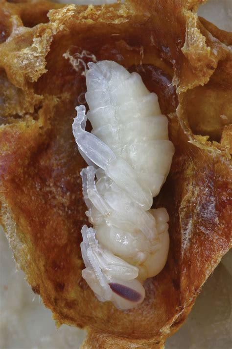 Colony Development Part III Bee Culture