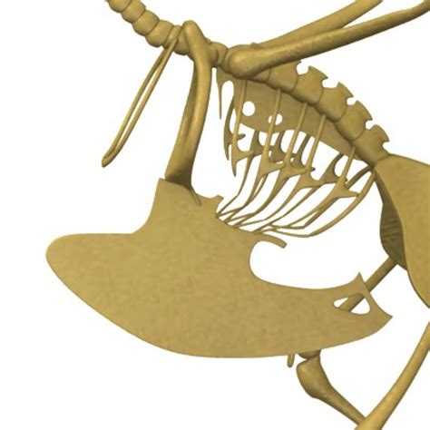 Realistic Bird Skeleton 3d Model