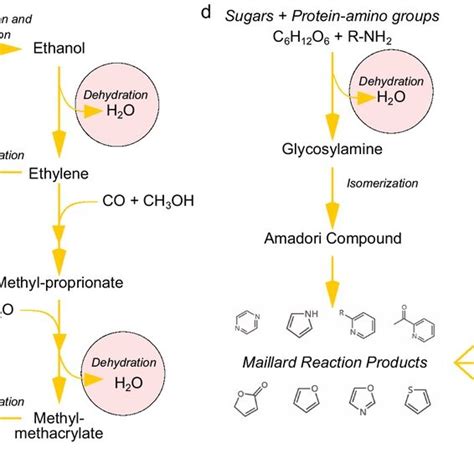 Examples Of Important Biochemical Dehydration Reactions Reactions Are