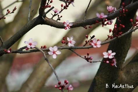 Bethany Macarthur Bethany Macarthur Photography