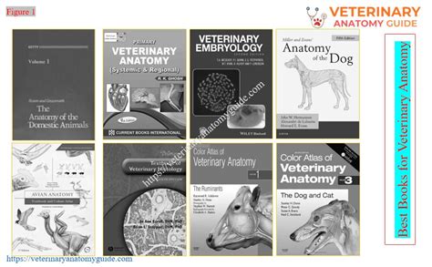 Veterinary Anatomy Guide Best Book For Veterinary Anatomy