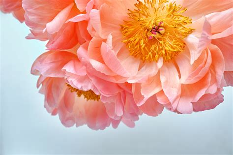 세련된 모란 꽃다발이 클로즈업되어 있다 핑크 모란 꽃입니다 꽃잎의 클로즈업입니다 꽃 인사말 카드 또는 벽지입니다 섬세한 추상적인