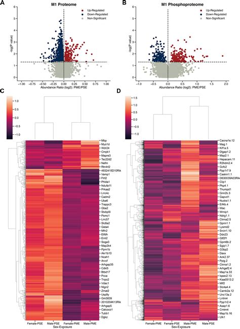 Frontiers Prenatal Methadone Exposure Selectively Alters Protein Expression In Primary Motor