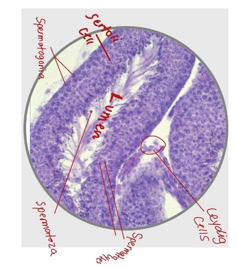 Solved The Slide You Viewed In This Exercise Was From A