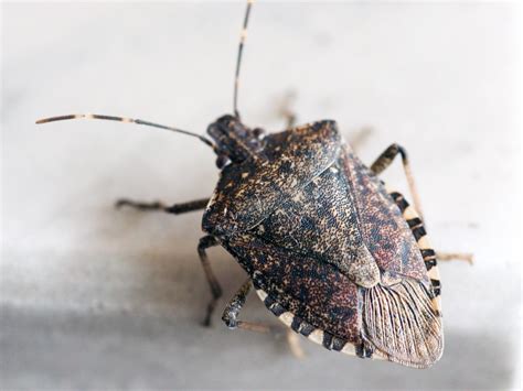 Do Stink Bugs Bite Or Sting 2025 Todays Homeowner