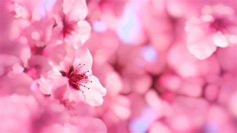 Stunning 4k Pink Desktop Wallpapers For Your Screen