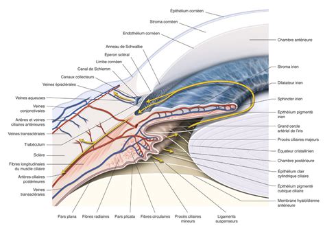 Limbe Cornéo Scléral