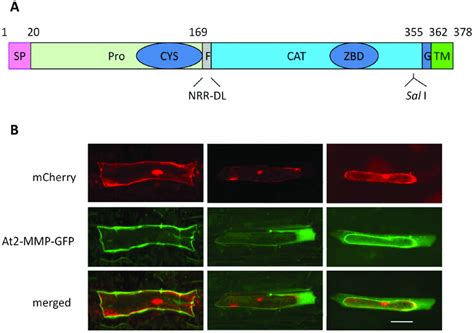 Structure And Subcellular Localization Of At2 Mmp A Domain Structure
