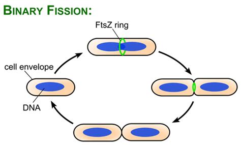 BiologÍa Reproducción Asexual Fisión Binaria