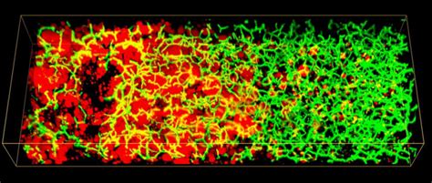 Better Diagnosis With 3d Model Of Human Liver Tissue Zerial Lab