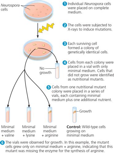 gene expression part 1 flashcards quizlet
