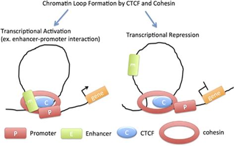 Ctcf As A Multifunctional Protein In Genome Regulation And Gene