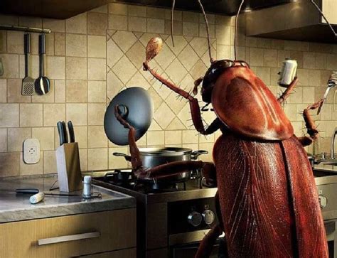 Roach Pest Control In Springfield Mo Eliminate Infestations
