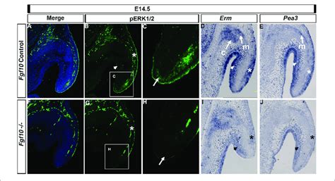 Erk1 2 Is Transducing Fgf10 Signaling In The Elongating Pinna If For Download Scientific