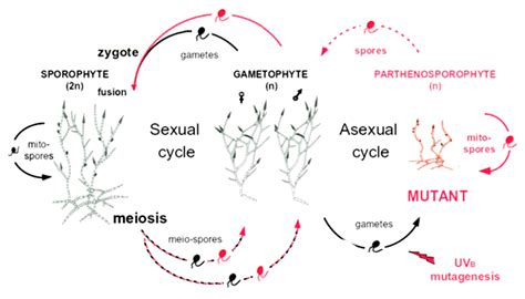 Ectocarpus Life Cycle In Hindi