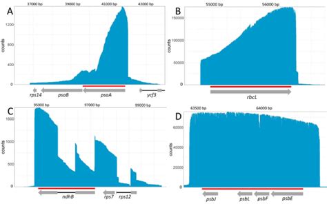 Examples Of Coverage Biases In Plastid Transcripts For Each Panel The Download Scientific