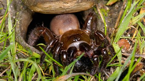 Scariest Looking Spiders