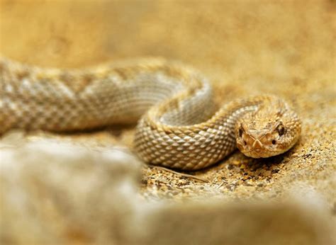 How To Create The Snake Game In Swiftui Riosprogramming