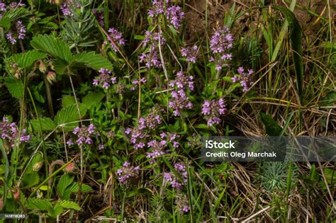 허브 흉선 Serpyllum 브레클랜드 백리향의 매크로 사진 브레클랜드 야생 백리향 크리핑 백리향 또는 엘핀 백리향 꽃이 가까이에 있습니다 자연 의학 서식지에서 요리 재료와