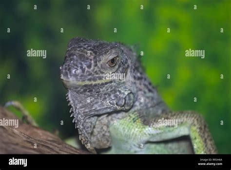 Gray Iguana On A Tree Trunk Close Up Photo Of Iguana Common Iguana