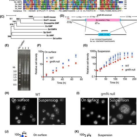 Gmfa‐null Cells Have A Keratocyte‐like Shape With A Broader Pseudopod