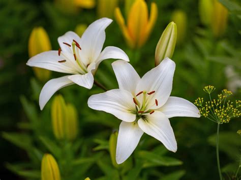Lily Superb And Majestic Flowers Nature And Garden