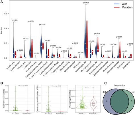 Correlations Of Tils With Xrcc1 Mutation Status Based On Tcga Coad