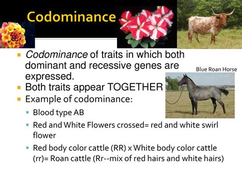 Cell City Ppt Download