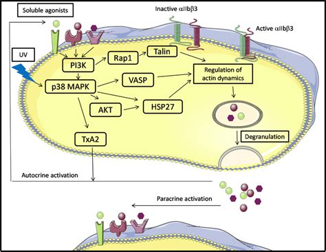 Principal Signaling Pathways Inducing Platelet Activation In Platelet Download Scientific