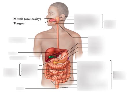 Digestive System Part 2` Diagram Quizlet