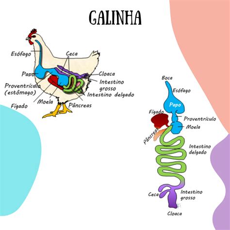 Sistema Digestorio Da Galinha Fdplearn