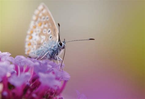 Flutter Speed N Photo The Nikon Magazine Everand