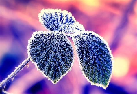 Frozen Leaves Wallpapers Top Free Frozen Leaves Backgrounds