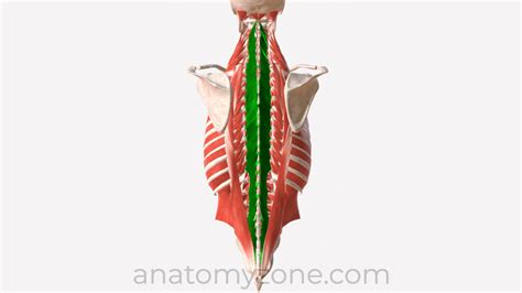 Multifidus Origin Insertion Action 3d Model Anatomyzone